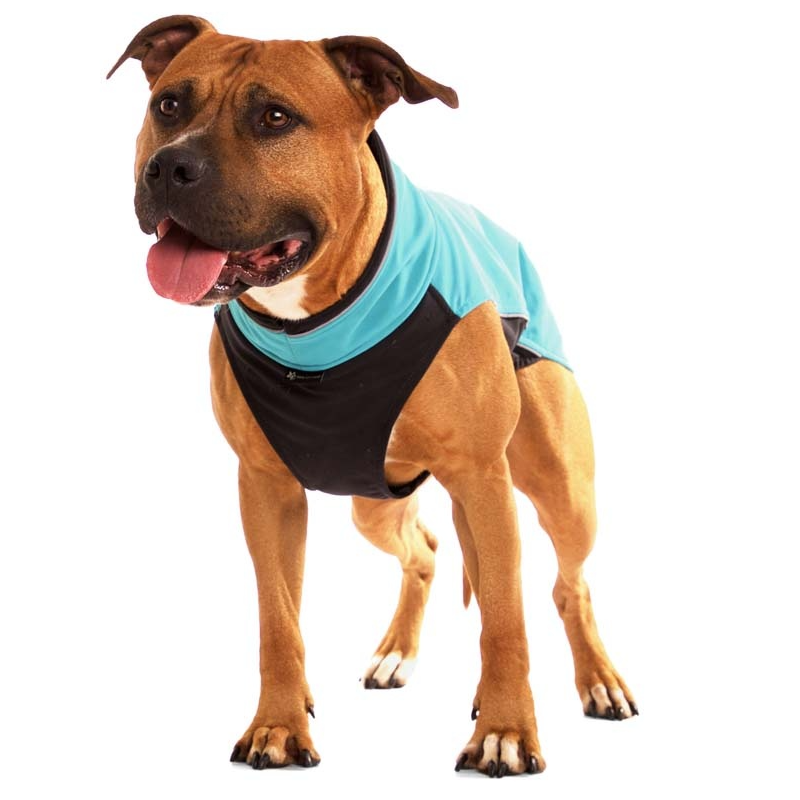 Hachico Bull – Caluchi Petshop